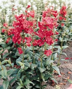 Amazon.com : Penstemon Tubular Bells Red 250 Seeds : Patio, Lawn & Garden