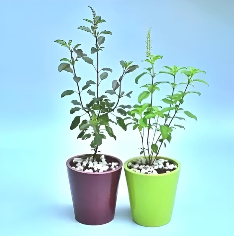 Green view® Tulsi Plant Live with Pot Combo of 2 [ Rama Tulsi & Krishna ...