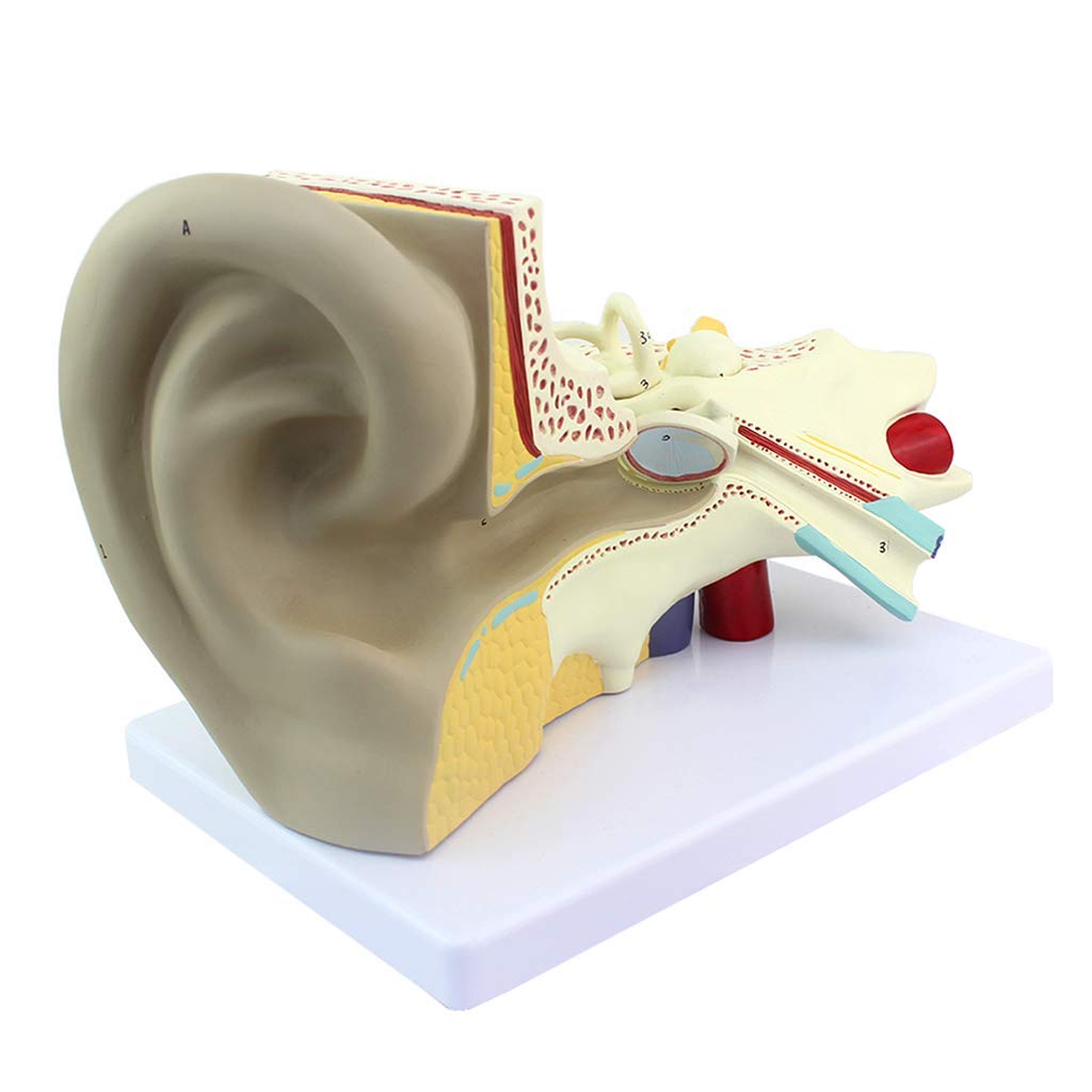 Buy LXX Anatomical Human Ear Model - Ear Anatomy Zoom In 3 Times ...