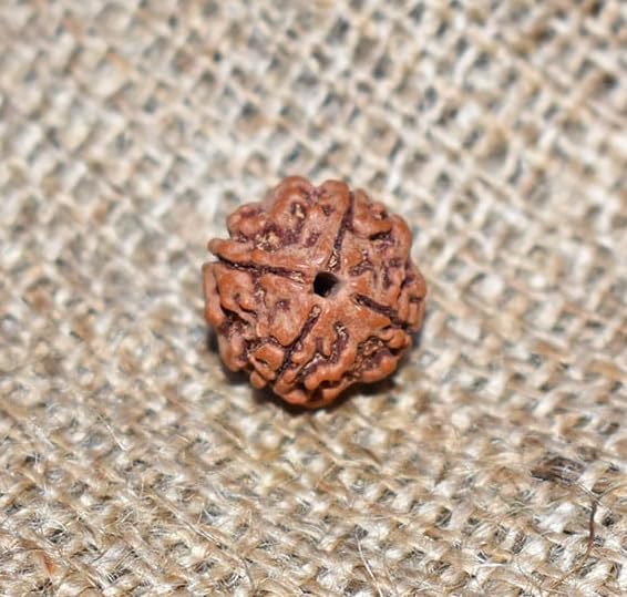 NEXG Real 4 Mukhi Rudraksha Nepali Original Certified AA++ Char Mukhi ...