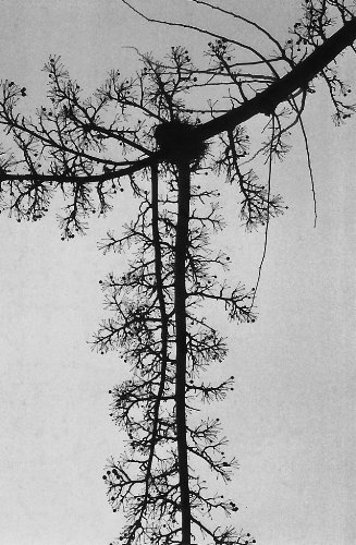 In Garden Earth eBook : Rankin, Robin: Amazon.co.uk: Kindle Store