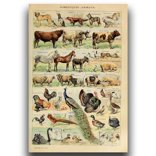 Best Chart of Domestic Animals for Classrooms and Home Decor – Precious ...