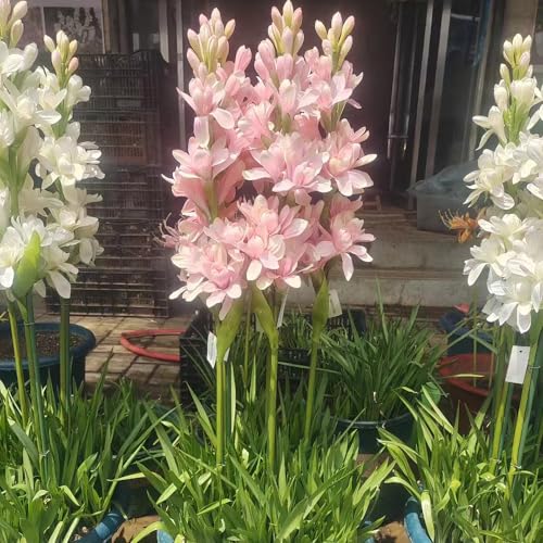 Comprar nardos en maceta: descubre la mejor selección de flores frescas ...