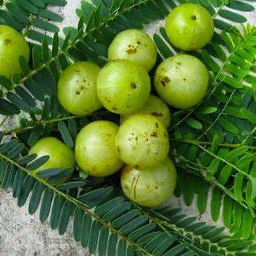 Trothic Gardens Dwarf Rare Amla Live Plant : Amazon.in: Garden & Outdoors