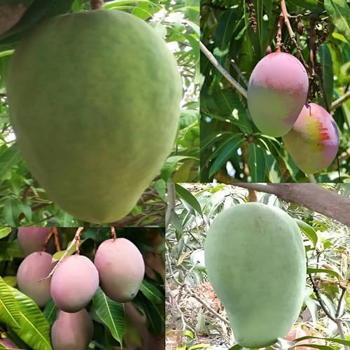 Pyanabi Combo 2 Noorjahan Mango Plant Grafted+ Rainbow Mango Plant ...