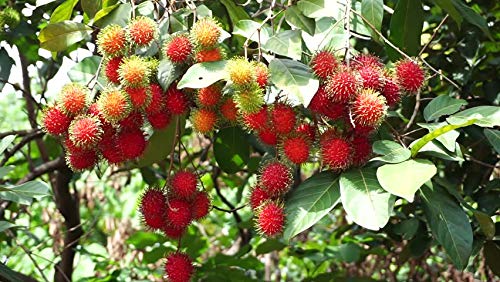 ROYAL LAND Grafted Exotic Fruit Plant Red Rambutan N18 Variety 1 ...