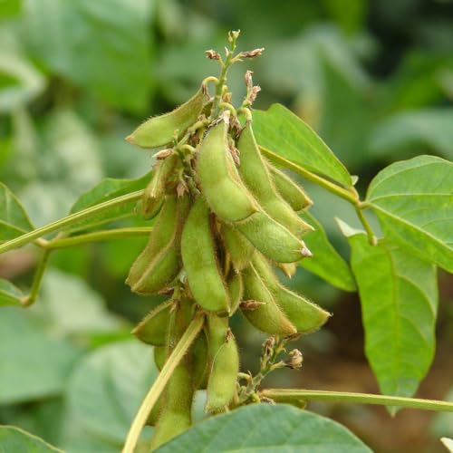 Feijão Edamame em Continente | Fica.pt