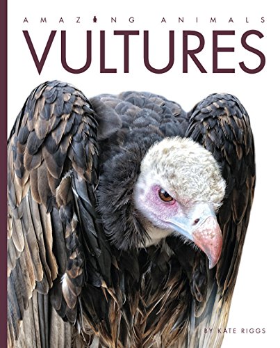 Amazing Animals: Vultures: Riggs, Kate: 9781628320923: Amazon.com: Books