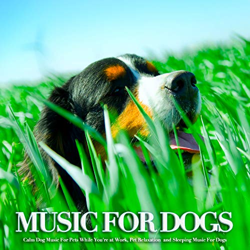 Play Music For Dogs: Calm Dog Music For Pets While You're at Work, Pet ...