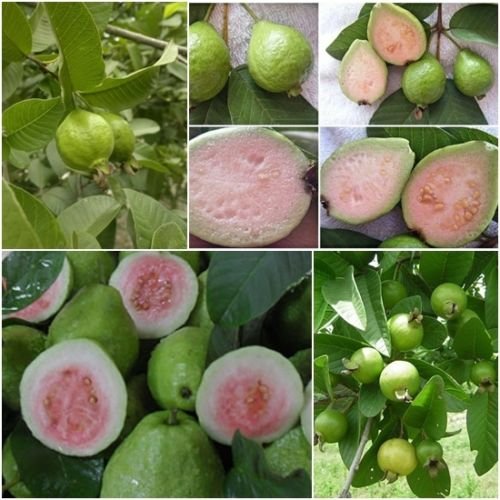M-Tech Gardens Rare Small Miniature Guava (Small Fruits - More Number ...