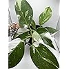 Amazon.com : Unveiling The Enchanting White Knight Philodendron: Your ...