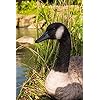 Amazon.com: Sitting Canadian Goose Garden Statue : Patio, Lawn & Garden
