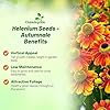 Amazon.com : Outsidepride Autumnale Helenium Seeds - 2000 Pcs Easy to ...