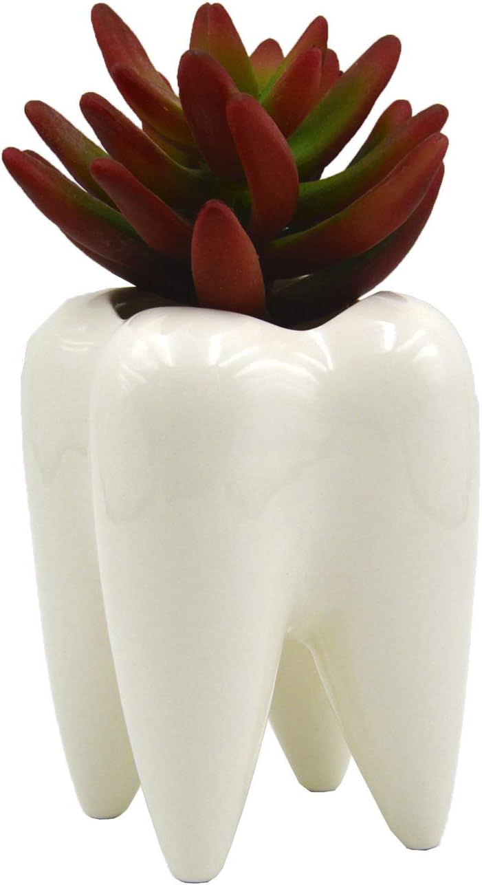 Amazon.com : Gift Prod 2 Pcs Teeth Pots White Ceramic Succulent Planter ...