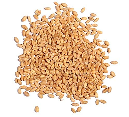 Barely Seeds Semillas de cebada enteras totalmente naturales para jugos ...