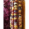 Amazon.com : TomorrowSeeds - Rainbow Ornamental Corn Seeds - 90+ Count ...