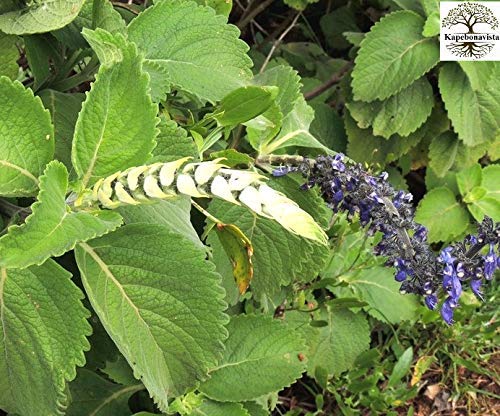 Kapebonavista® Pashan bhedi Makandi Patharchur Indian Coleus Karmelo ...