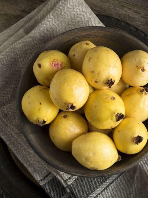 Punarva Guava Plant AMROOD VARIETY GUYAVA PLANT : Amazon.in: Garden ...