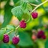 Amazon.com : 2 Thornless Raspberry Plants Live for Planting, Raspberry ...