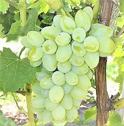NATURE WORLD PREMIUM IMPORTED HYBRID SEEDLESS GRAPE KISMIS ANCHOR ...