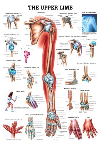 The Upper Extremity Laminated Anatomy Chart | Desertcart Sri Lanka