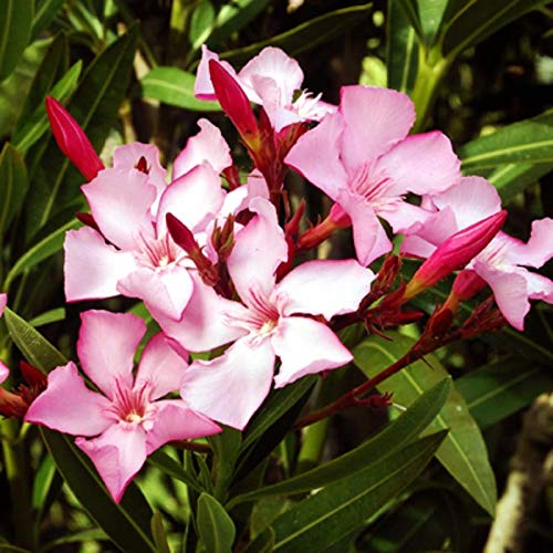 NurseryNature Kaner Nerium Oleander (Pink Dwarf) Plant : Amazon.in ...