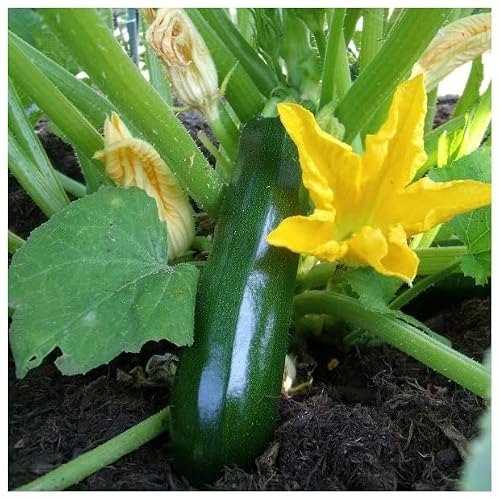 Growing Giant Courgettes