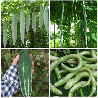 Creative Farmer Vegetable Seeds Adla Balli, Adla Kaayi, Bettada ...