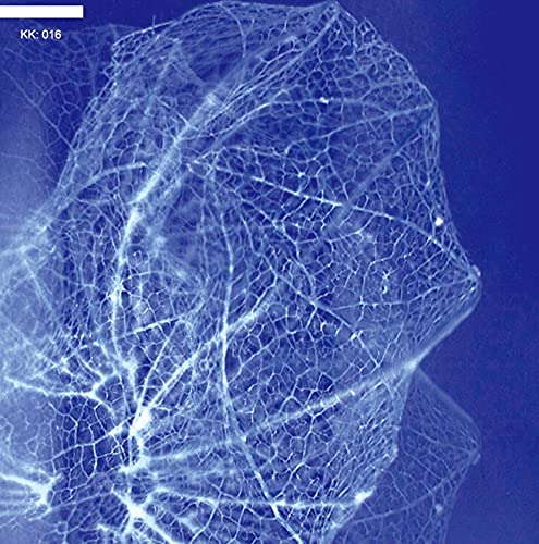 Amazon.com: Opale : Level: Digital Music