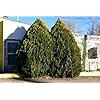 Amazon.com : Tree Tots Nursery - Leyland Cypress Evergreen Privacy ...