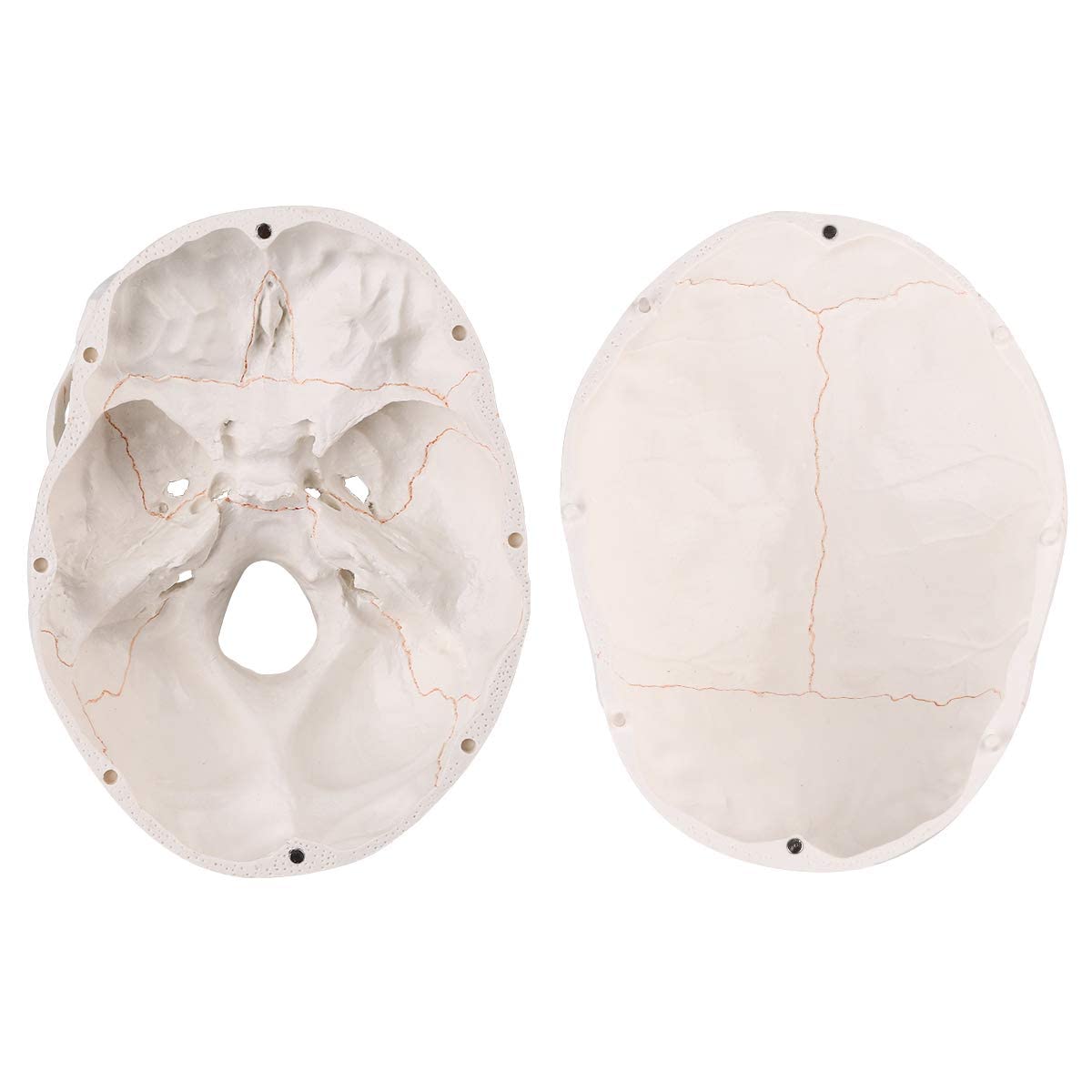 Snapklik.com : Life Size Human Skull Head Model - Human Skull ...