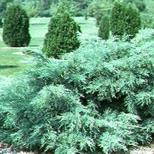 Amazon.com : JUNIPER 'BLUE PFITZER' / 1 gallon Potted : Plants : Patio ...