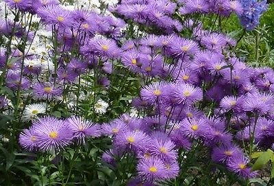 ASPEN DAISY * Erigeron speciosus * AZURE FAIRY * FLEABANE * SEEDS ...