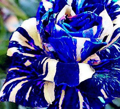 GreenWorld Special Multicolour Blue Adenium/Desert Rose Healthy Bonsai ...