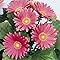 Amazon.com : Outsidepride Colorbloom Mix Gerbera Seeds - 20 Pcs ...