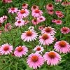 Amazon.com : 1200+ Mixed Color Echinacea Seeds - Perennial Multi-Color ...