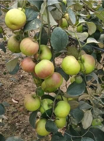 Cloud Farm Yellow Apple ber plant Hybrid and Grafted Live Plant[CF115 ...