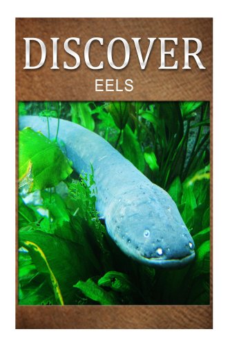Amazon.com: Eels - Discover: Early reader's wildlife photography book ...