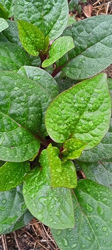 Seeds Basket Giant Malabar Spinach Seeds | Poi Ka Saag | Basella Alba ...