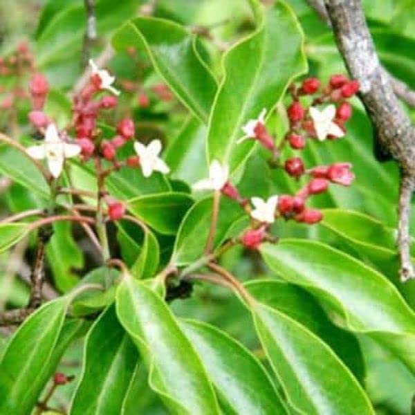 Mphmi Nursery Delhi Plant NCR Tree of Karnataka, Sandalwood - Plant ...