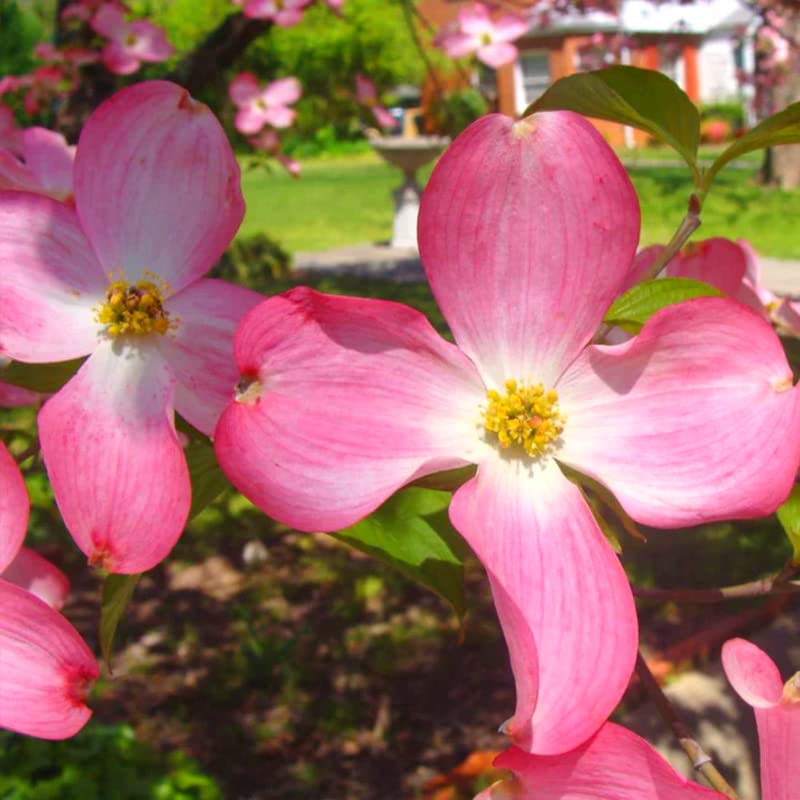 Top 10 Best Dwarf Pink Dogwood Tree : Reviews & Buying Guide - Katynel