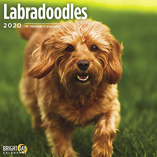 Labradoodles Wall Calendar 2020 (Dog Breeds) : BRIGHT DAY: Amazon.in: Books