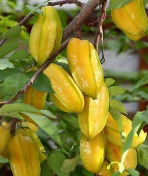 Cloud Farm Sweet Star fruit original grafted plant/green tree " Sweet ...