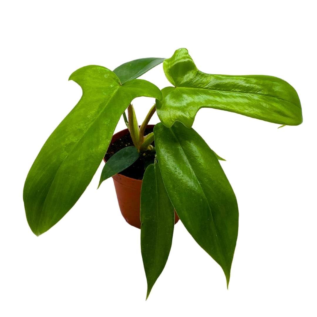 Amazon.com : BubbleBlooms Philo Florida Green, 4 inch Philodendron ...