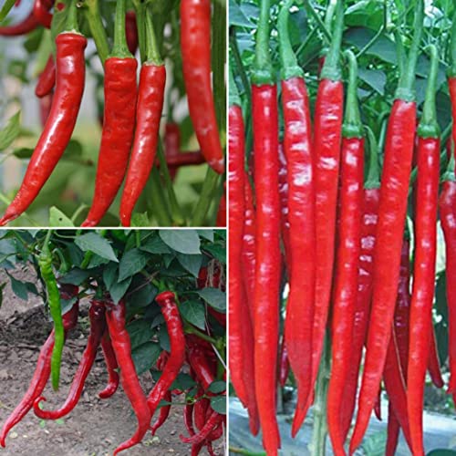 Best Chili Fruit Seeds for Your Home Garden Success - Totally Reviewed