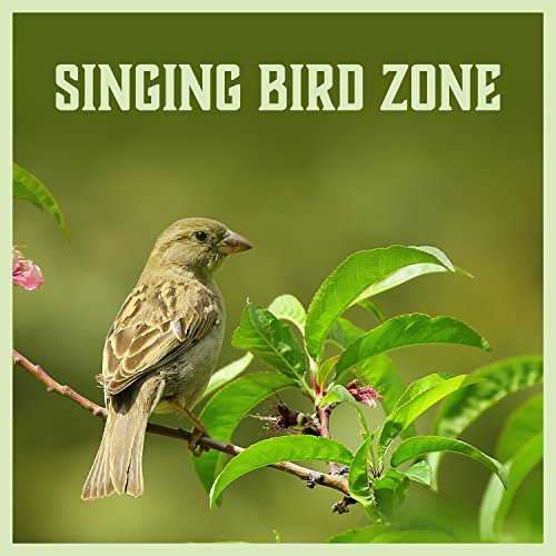 Reproducir Singing Bird Zone – Sounds of Nature, Delicate Music ...