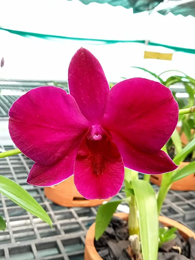 GREENLIVE TRADERS Dendrobium Orchid Live Plant (Ladda Red) Seedling ...