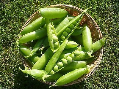 Amazon.com: Wando Peas, Productive Warm Weather Pea with Cold Tolerance ...