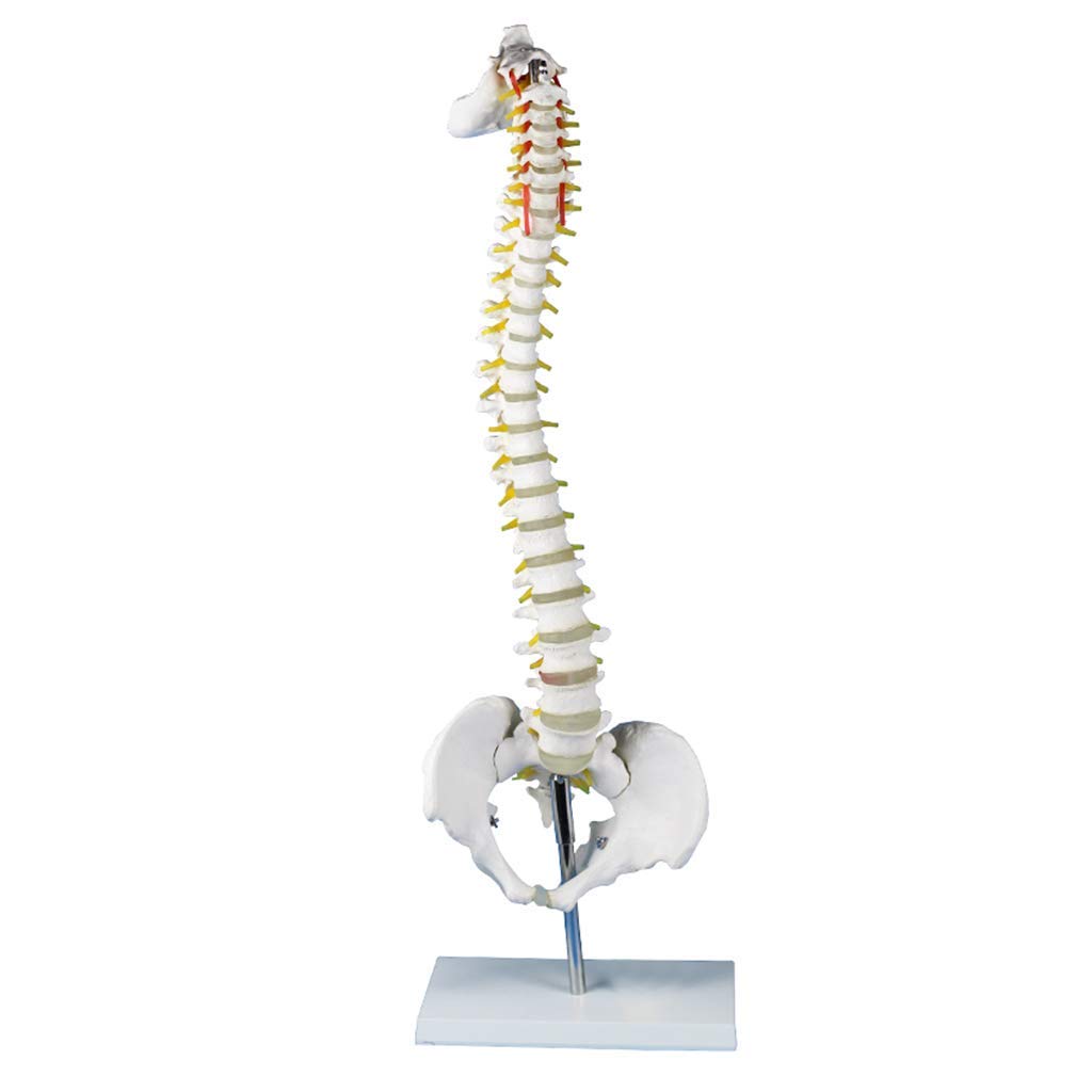 Buy BJH Flexible Spine Model - Life Size Spinal Cord Model - with ...