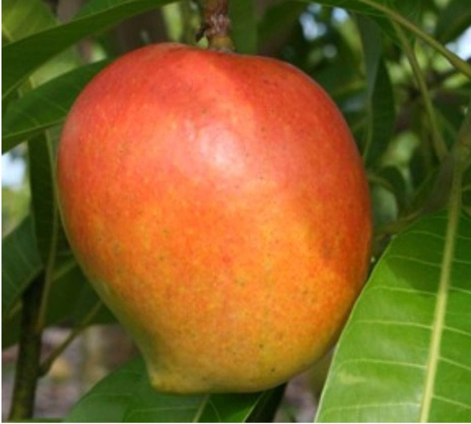Sarika Nursery florida mango Red mango/Maya Mango Plant| Exotic Mango ...